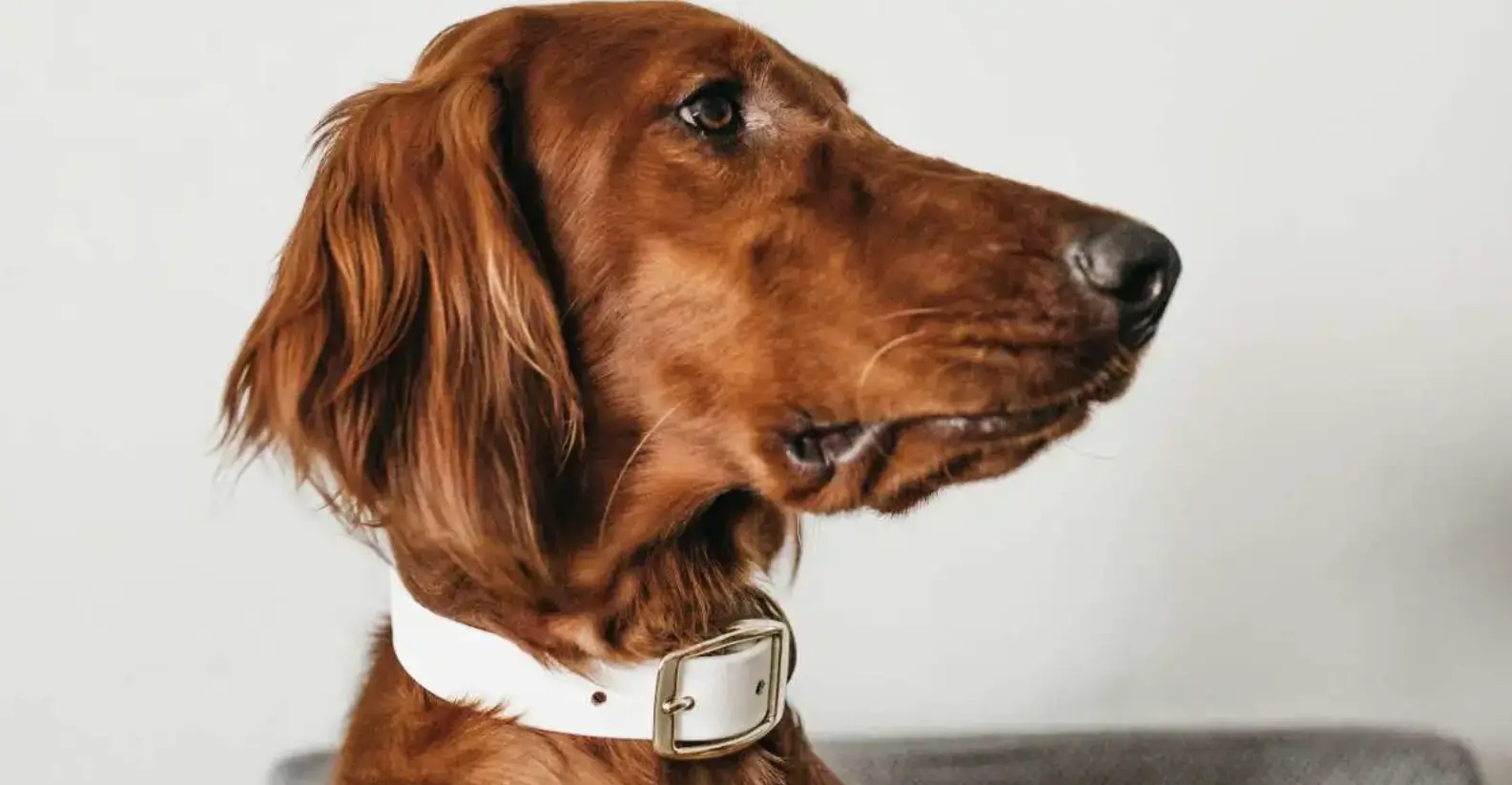 The Technology Behind Vibrating Collars for Deaf Dogs